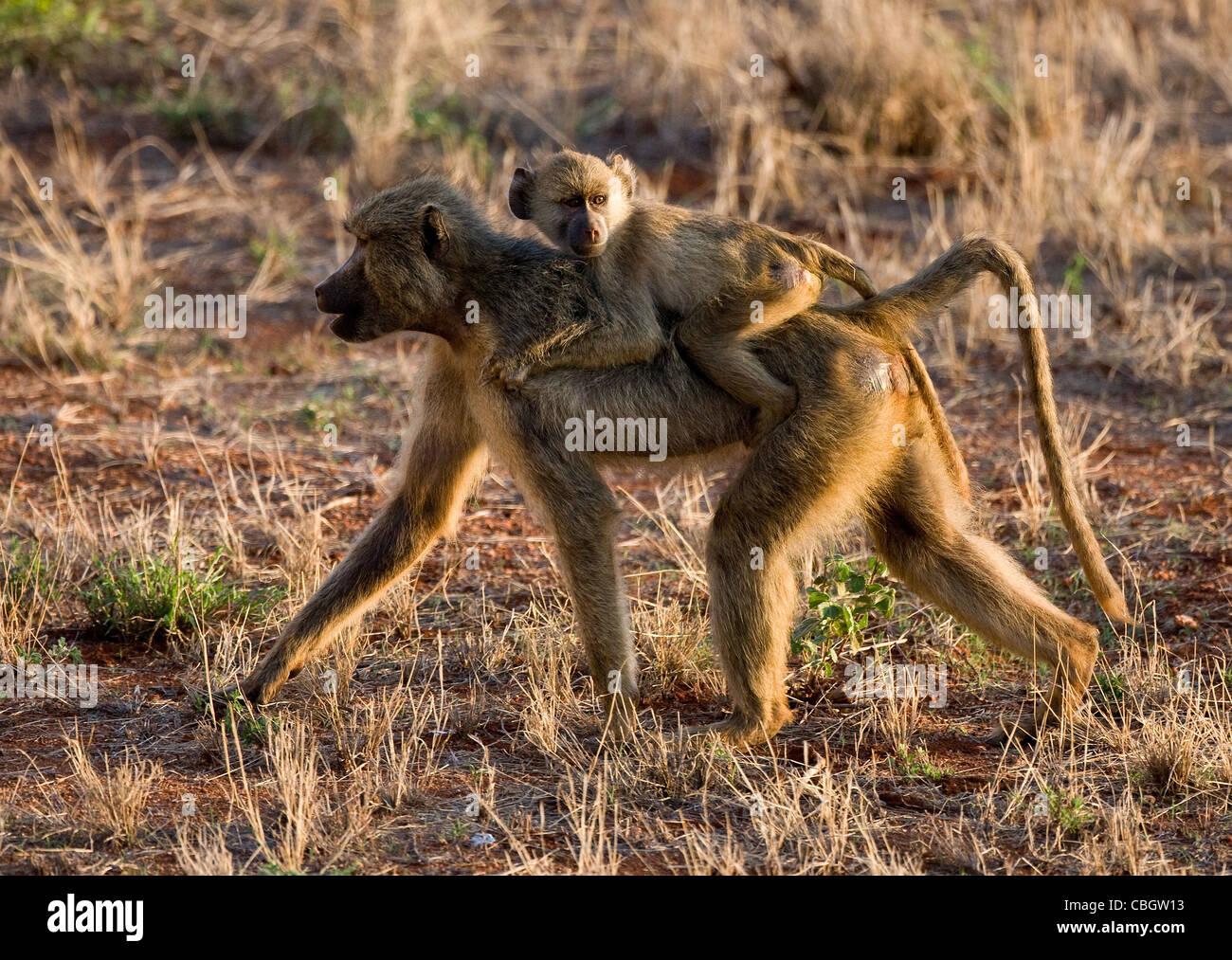 Female Yellow Baboon Papio cynocephalus with young riding on her back ...