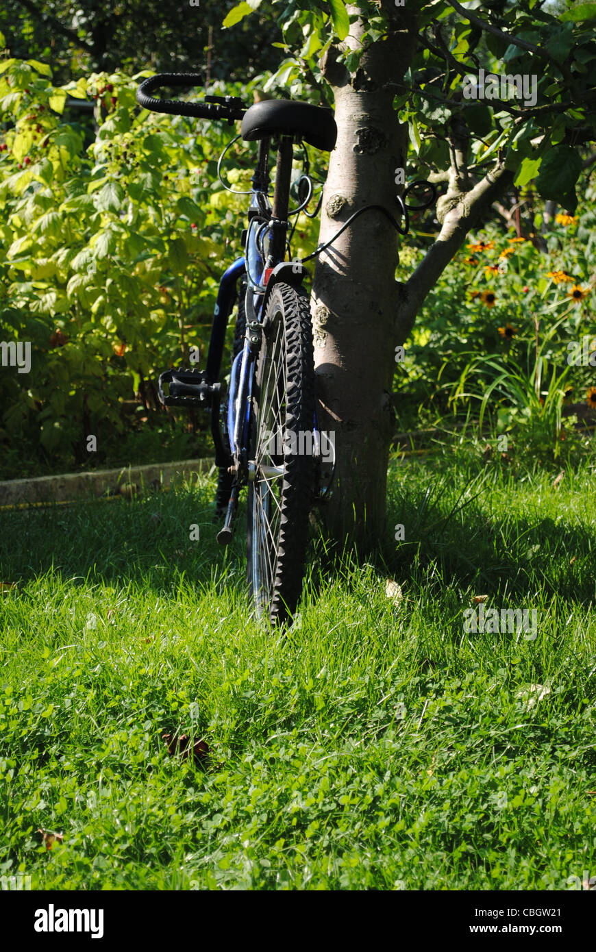 bicycle in the garden,under the tree Stock Photo - Alamy