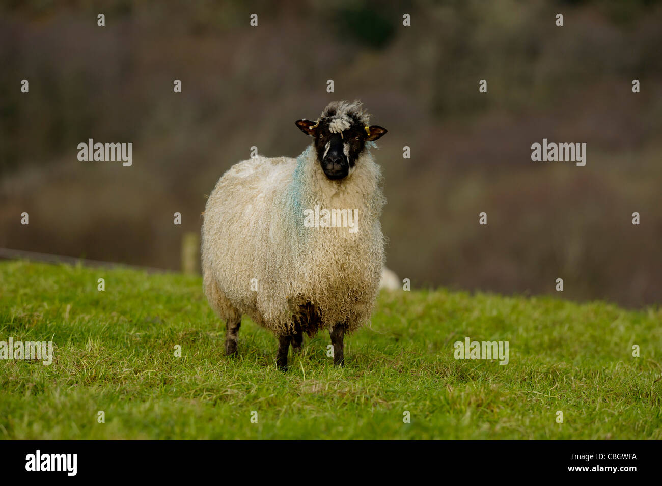 Photo by Guy Harrop 131211. Sheep in field from shoot: sheep farming ...