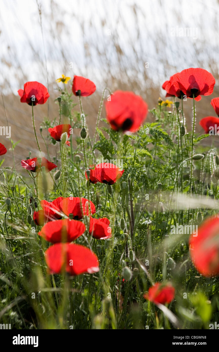 Rough poppy hi-res stock photography and images - Alamy