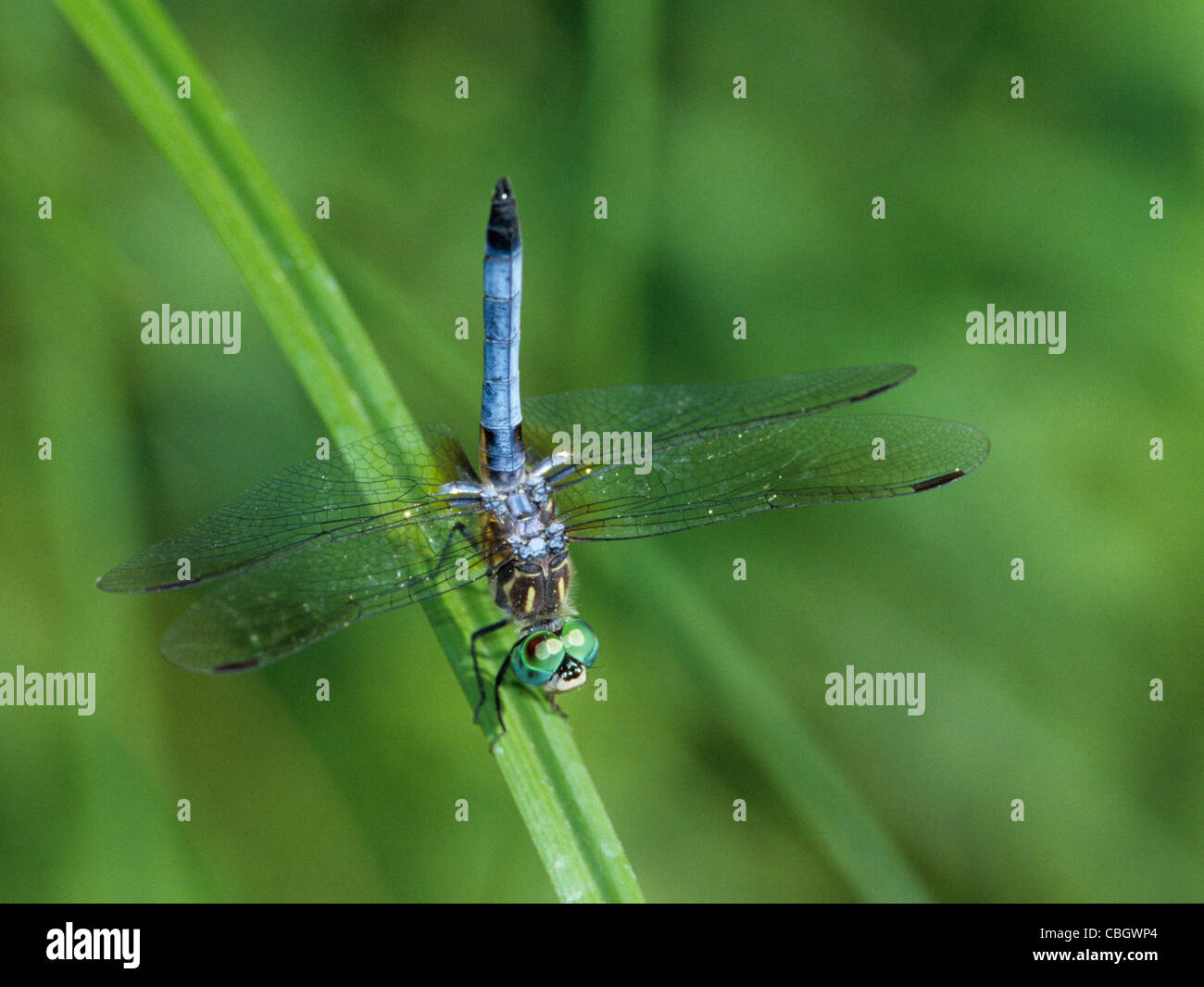 Longipennis hi-res stock photography and images - Alamy