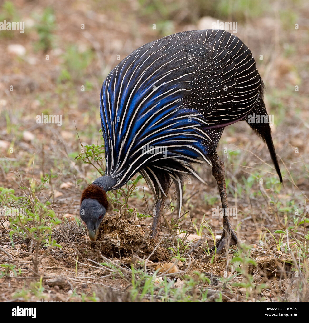 Vulturine Guinea Fowl Acryllium vulturinum at Tsavo National Park Kenya ...