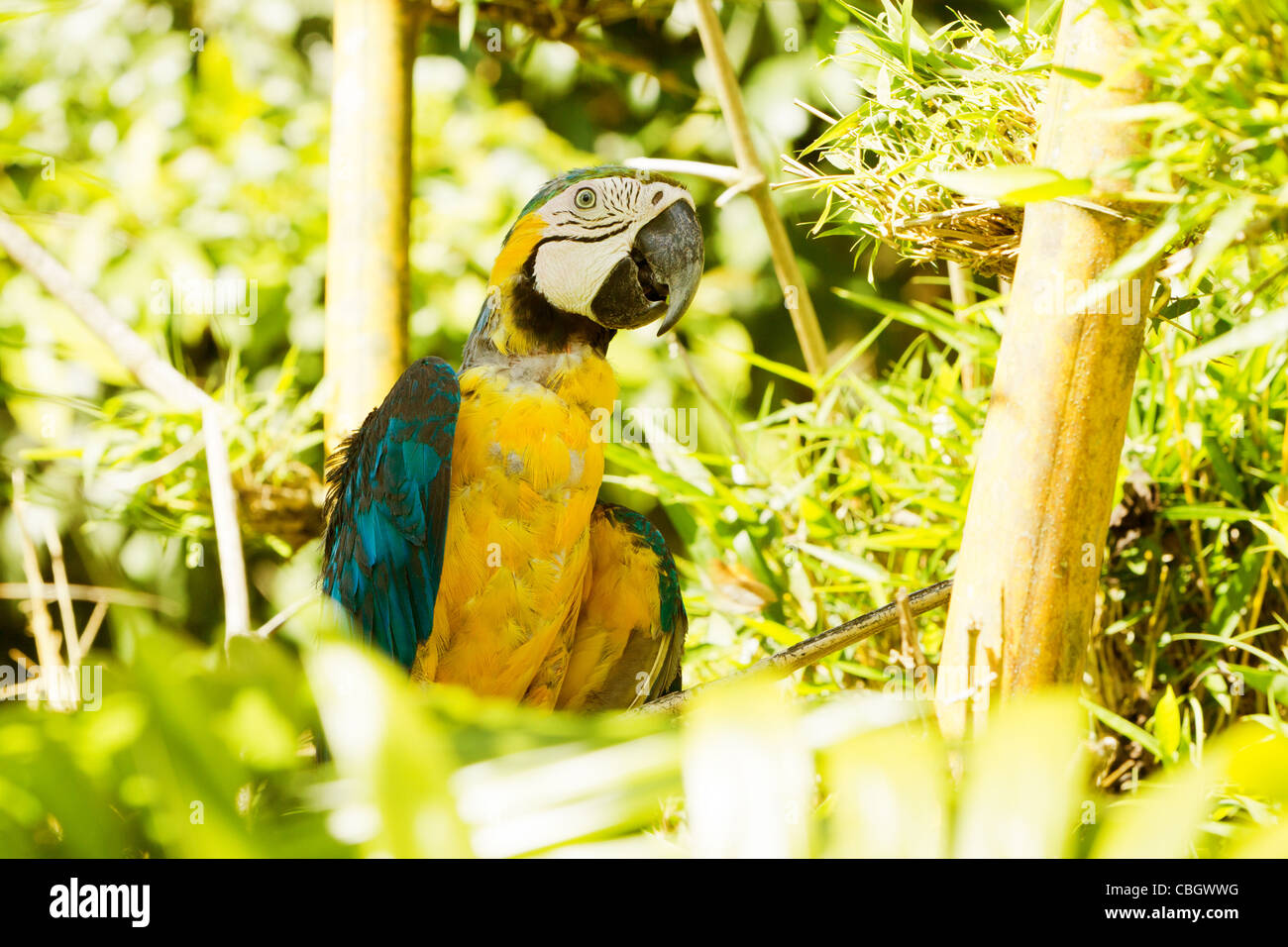 Blue And Yellow Macaw Resting On A Branch In Ecuadorian Amazonia Shot ...