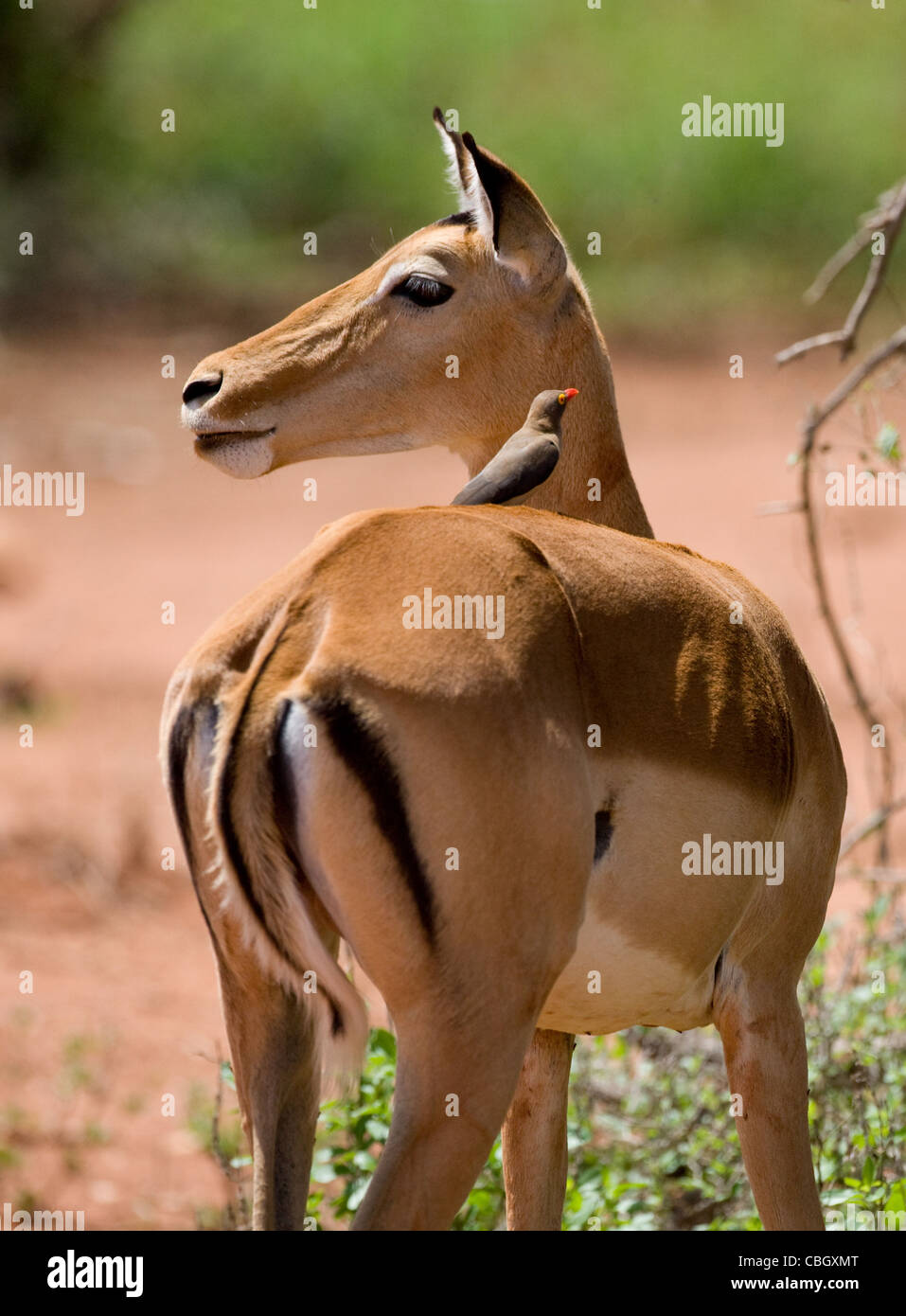 Impala bird hi-res stock photography and images - Alamy