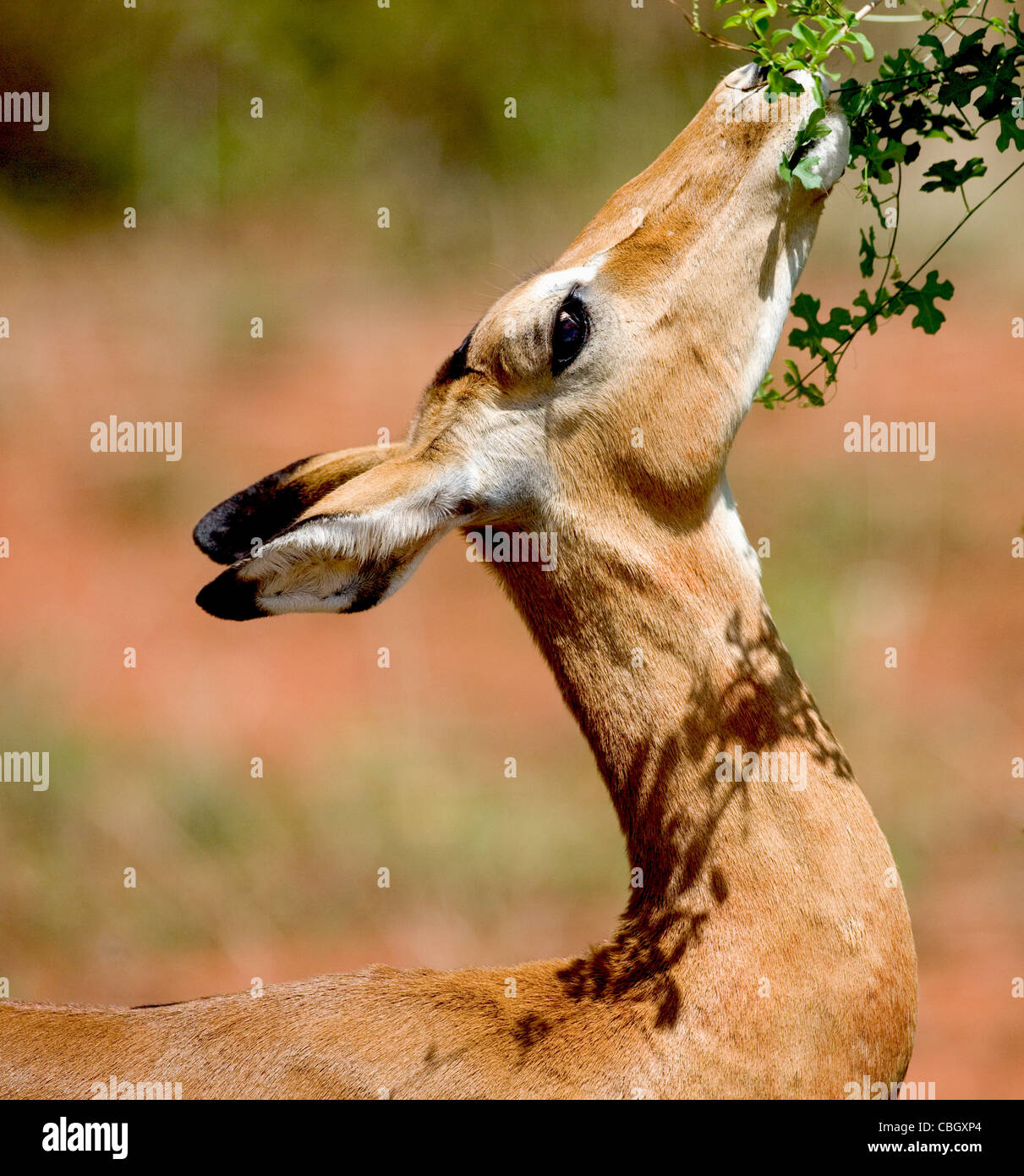 Impala female hi-res stock photography and images - Alamy