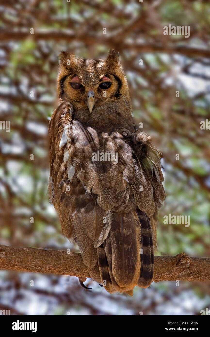 Verreaux's Eagle Owl Bubo lacteus woken at its resting place in a tree ...