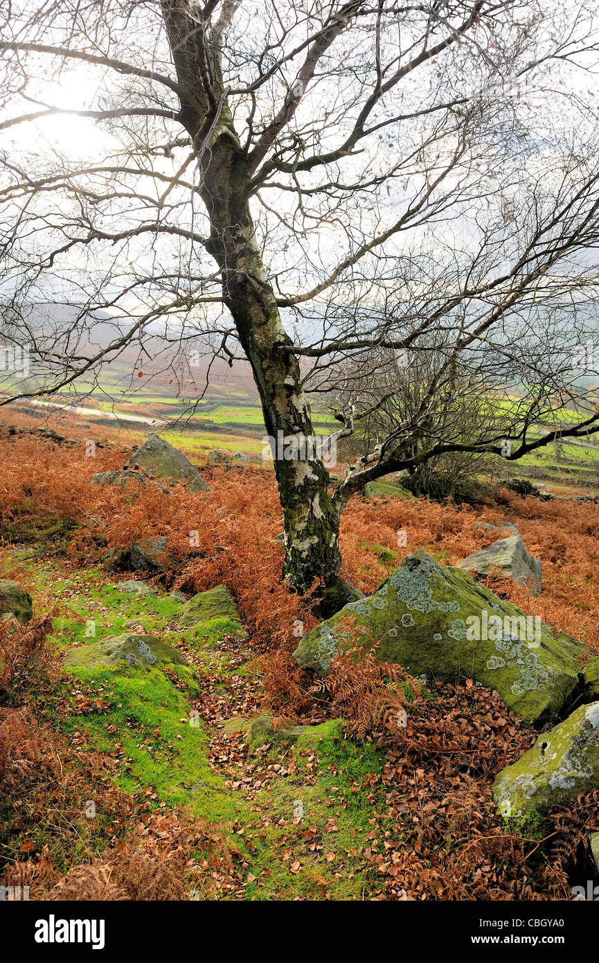 autumn bracken in the derbyshire countryside curbar edge england uk ...