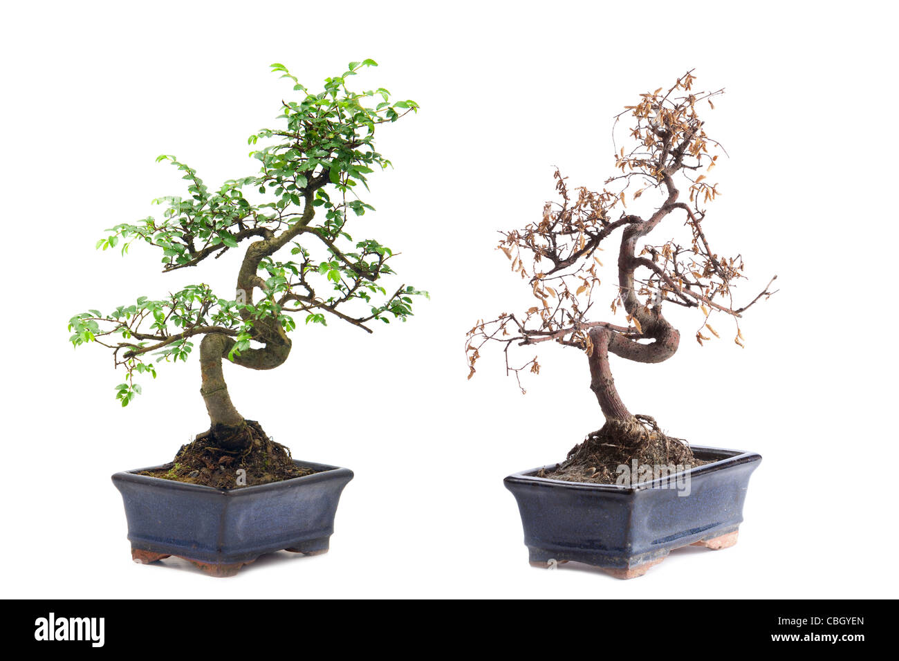 green and death bonsai tree Isolated on white background Stock Photo ...