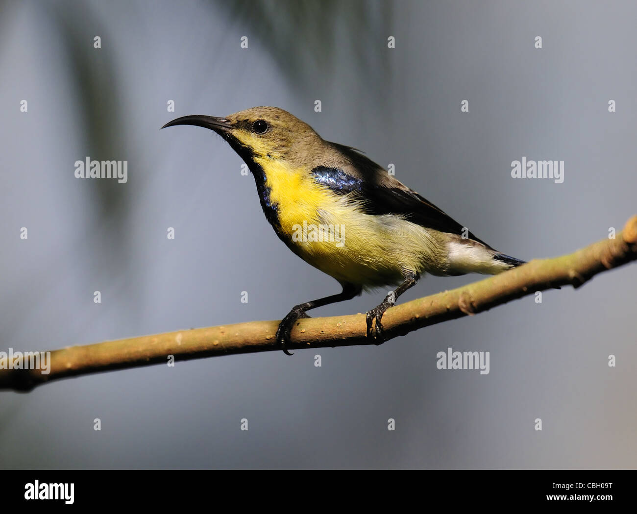 Male eclipse hi-res stock photography and images - Alamy