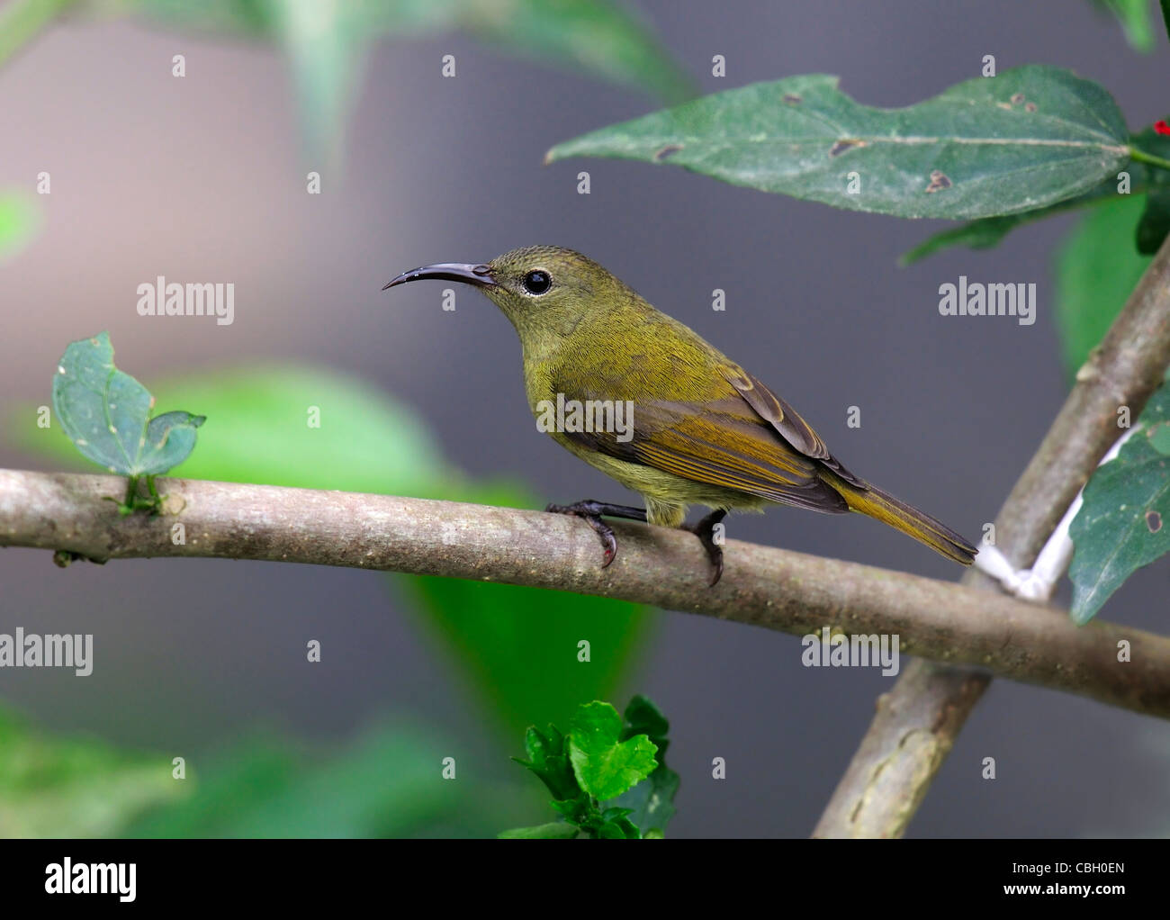Crimson sunbird female Stock Photo - Alamy