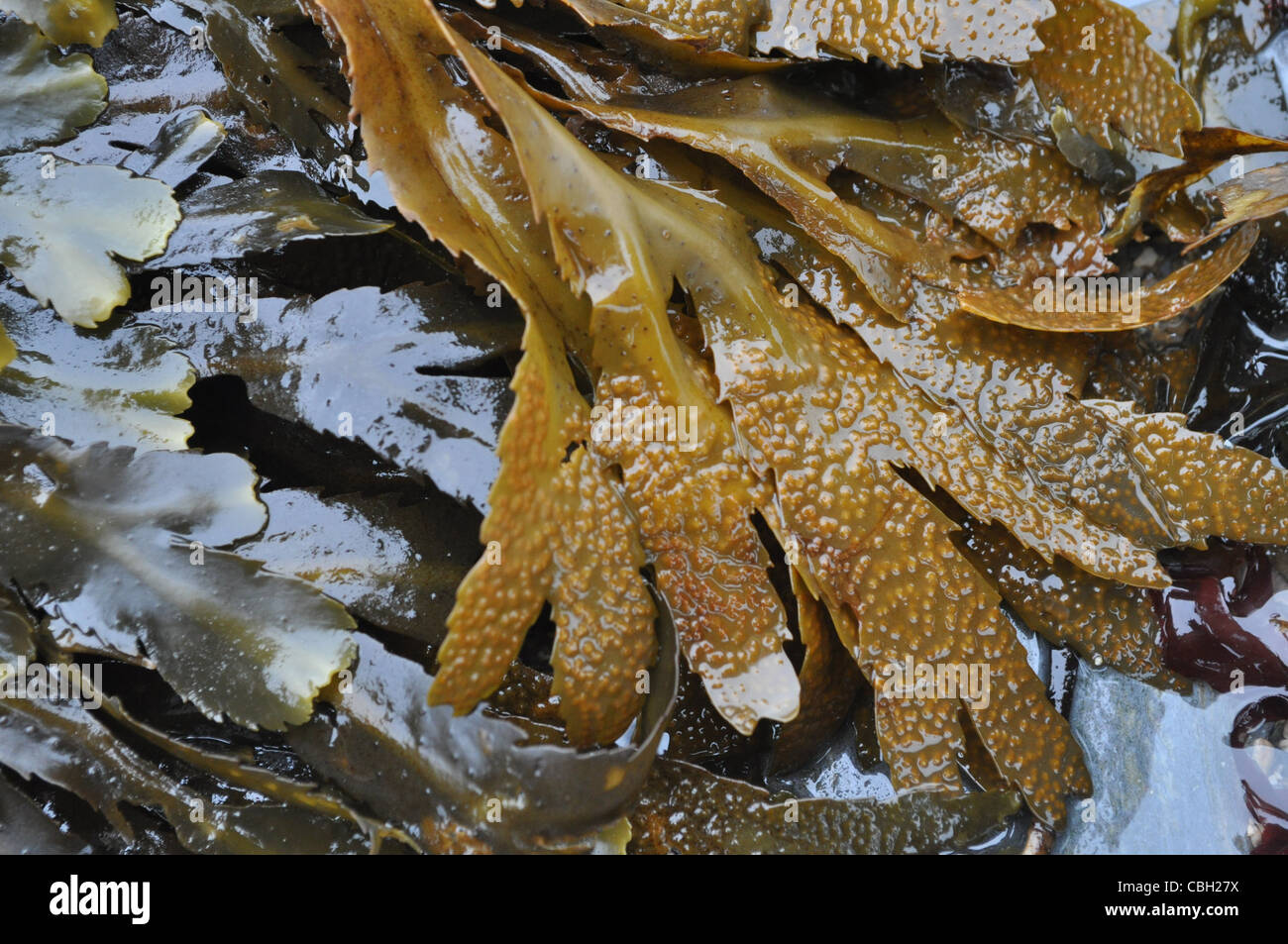 Fucus sp hi-res stock photography and images - Alamy