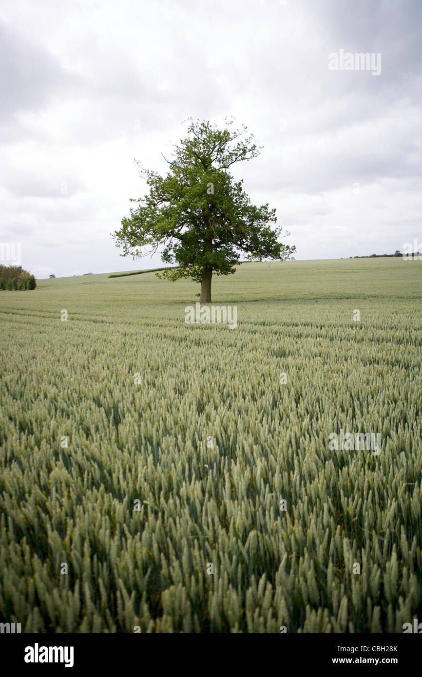 Wheat Crop with Tree Stock Photo - Alamy