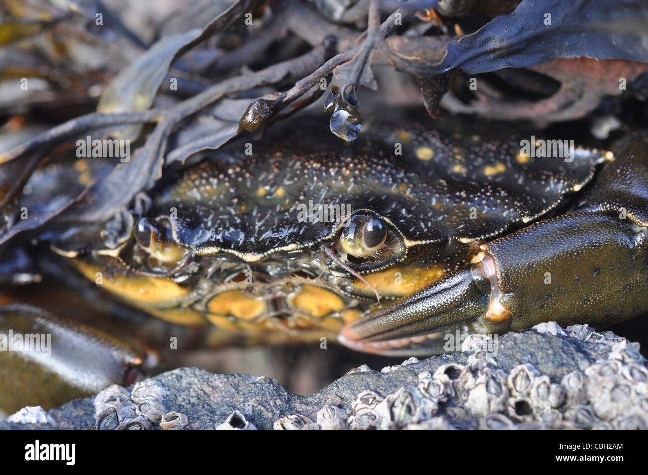 Shore crab hi-res stock photography and images - Alamy