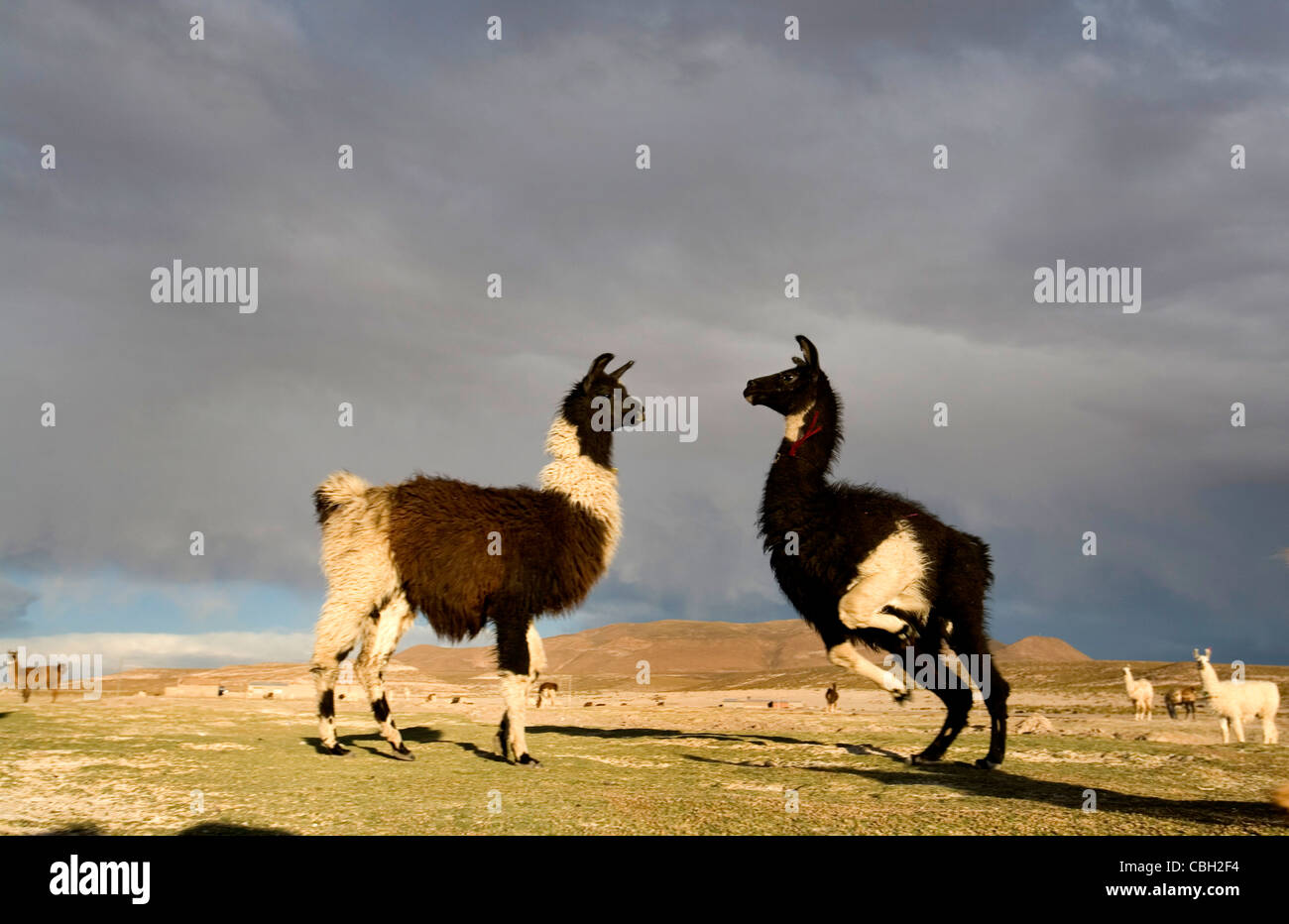 Lama jumping hi-res stock photography and images - Alamy