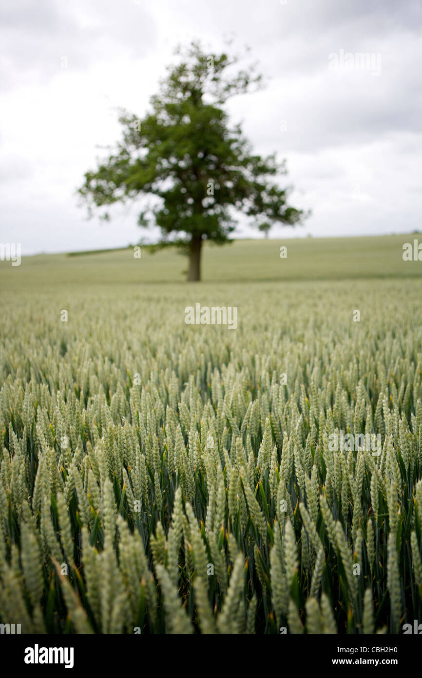 Wheat Crop with Tree Stock Photo - Alamy