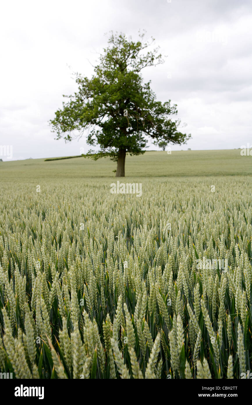 Wheat Crop with Tree Stock Photo - Alamy