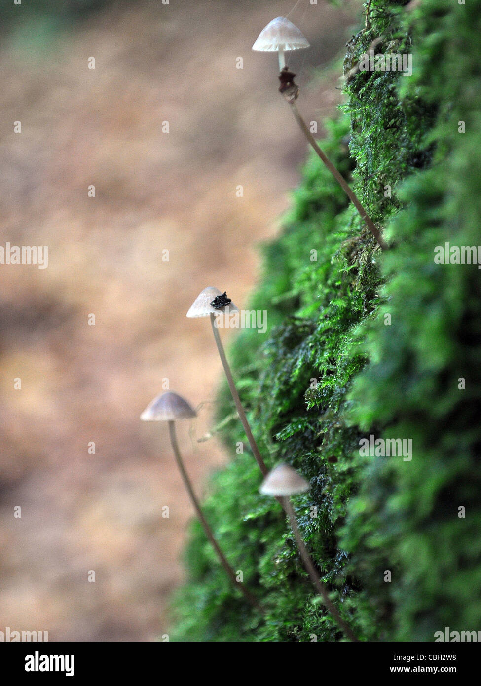 fungi in moss Stock Photo - Alamy