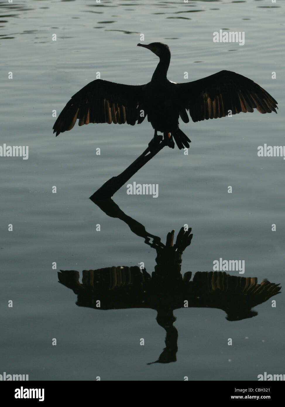 Cormorant drying off Stock Photo - Alamy