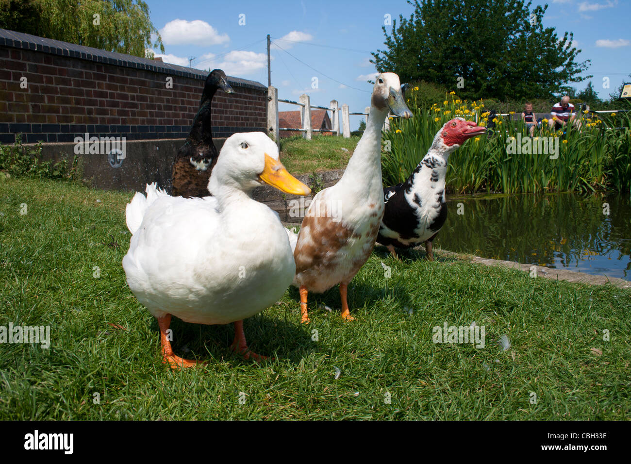 Farm ducks hi-res stock photography and images - Alamy
