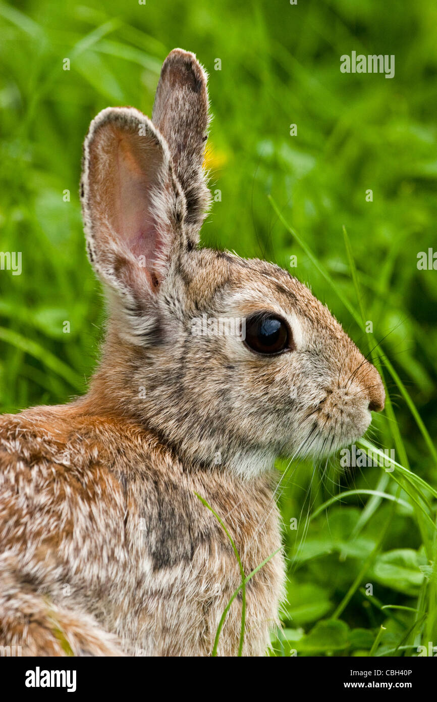 Cotton tail Rabbit Stock Photo - Alamy