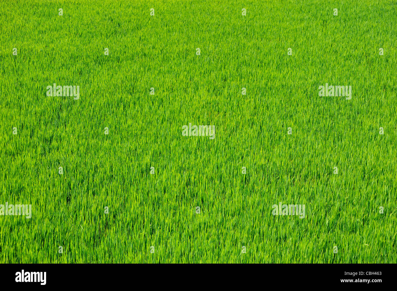 Bright green grass of a rice paddy, close-up, Vietnam Stock Photo - Alamy