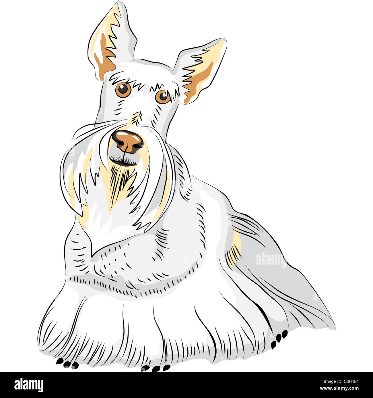 dog breed Scottish Terrier wheat colored on the white background Stock ...
