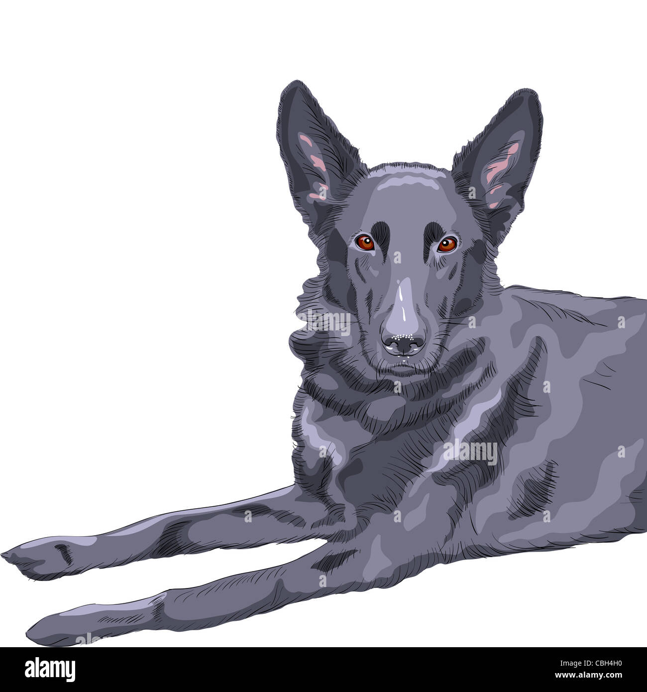 German Shepherd Shiny Fur High Resolution Stock Photography and Images ...