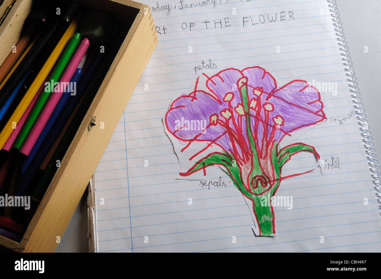 Child drawing of flower Stock Photo - Alamy