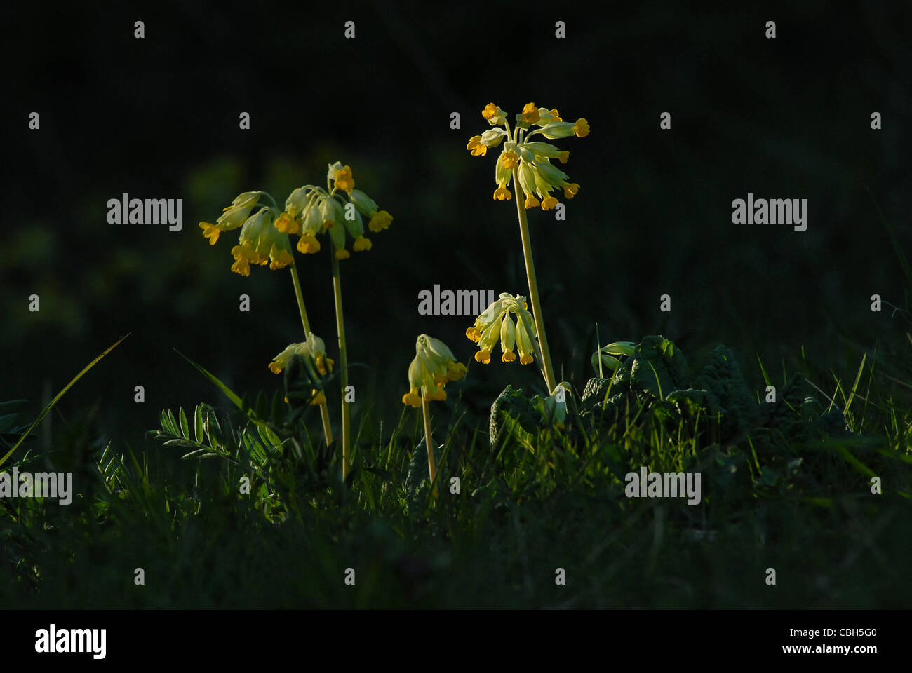 Cowslips hi-res stock photography and images - Alamy