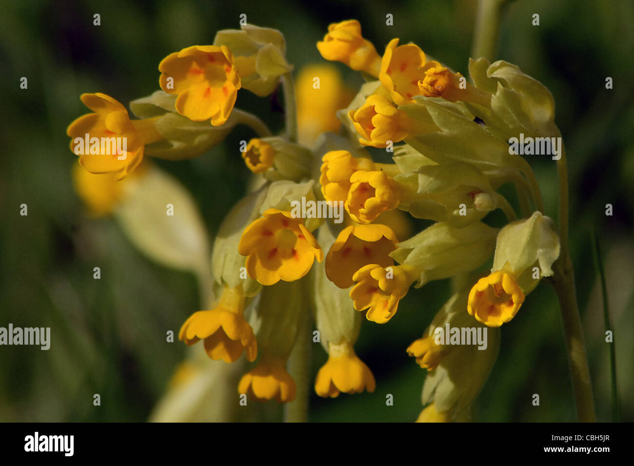 Cowslips hi-res stock photography and images - Alamy