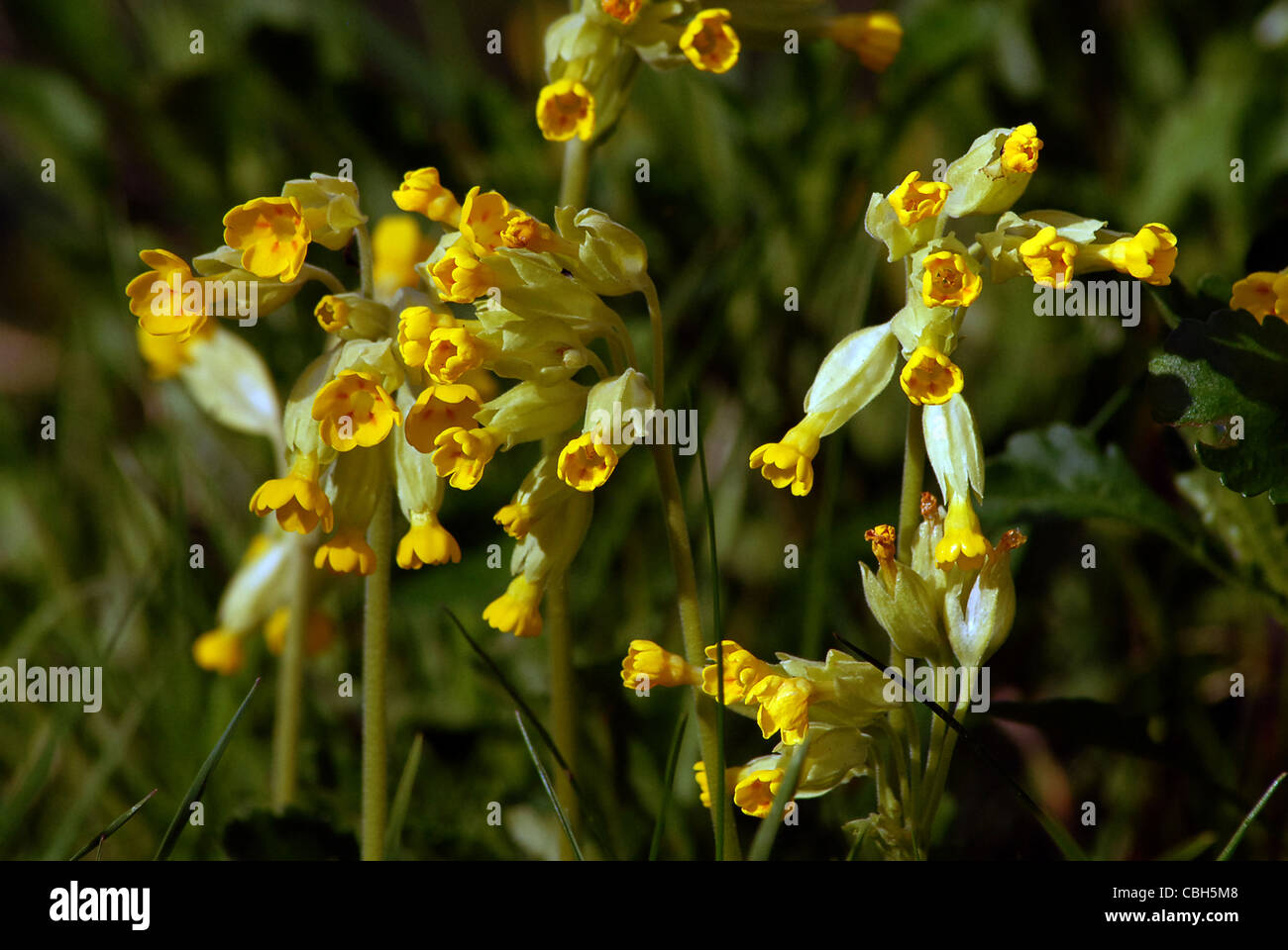 Cowslips hi-res stock photography and images - Alamy