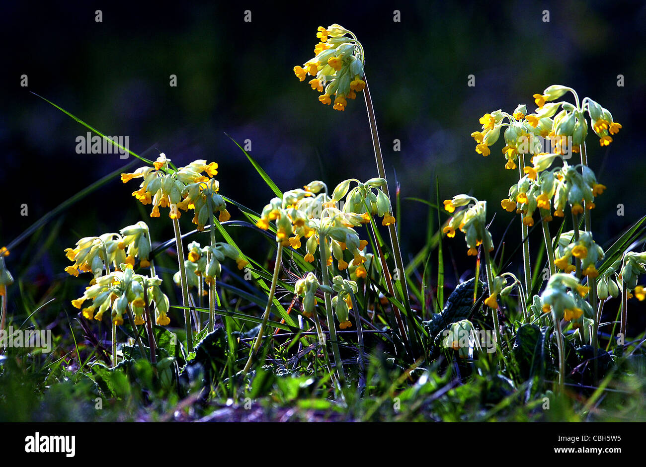 Cowslips hi-res stock photography and images - Alamy