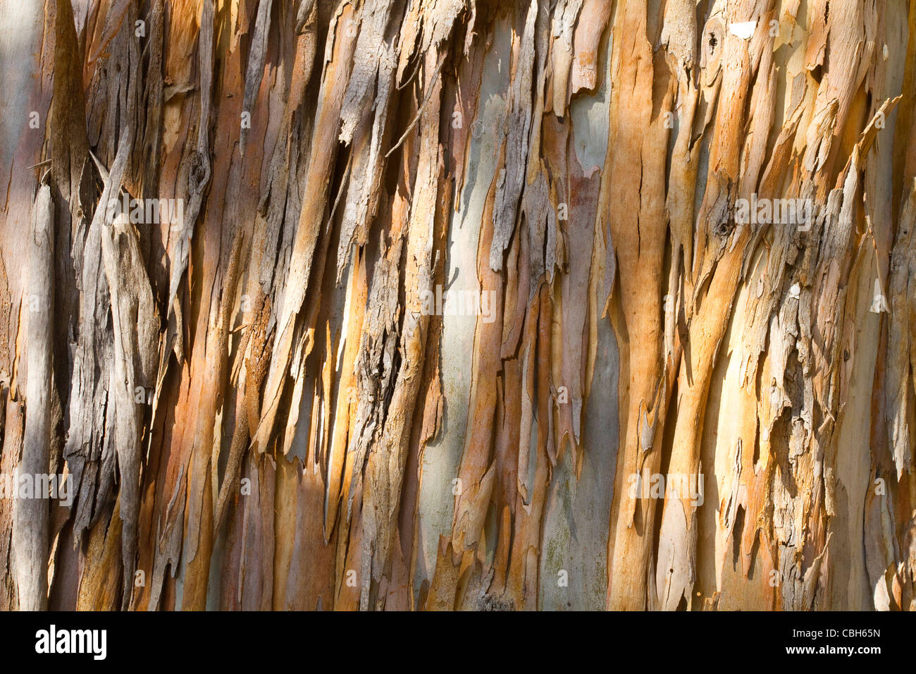 Eucalyptus tree bark hi-res stock photography and images - Alamy