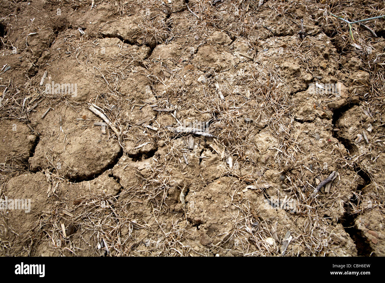 Dry Soil with Desiccation Cracks and Withered Failed Cops and Plants ...
