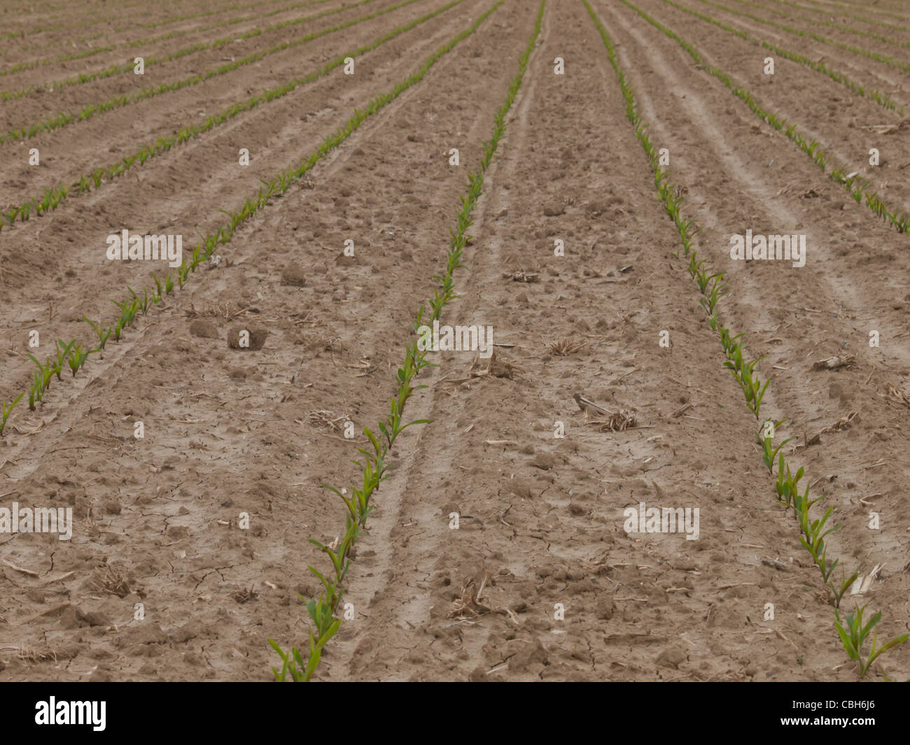 Fresh corn at the beginning of the growth. Spring Stock Photo - Alamy