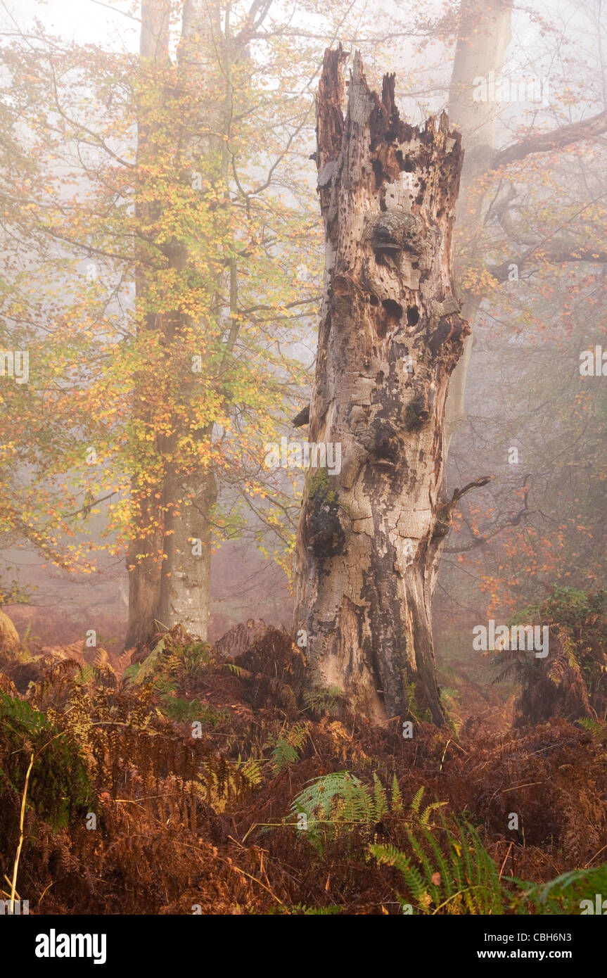Dead Tree in a Misty Denny Wood The New Forest Hampshire England UK ...