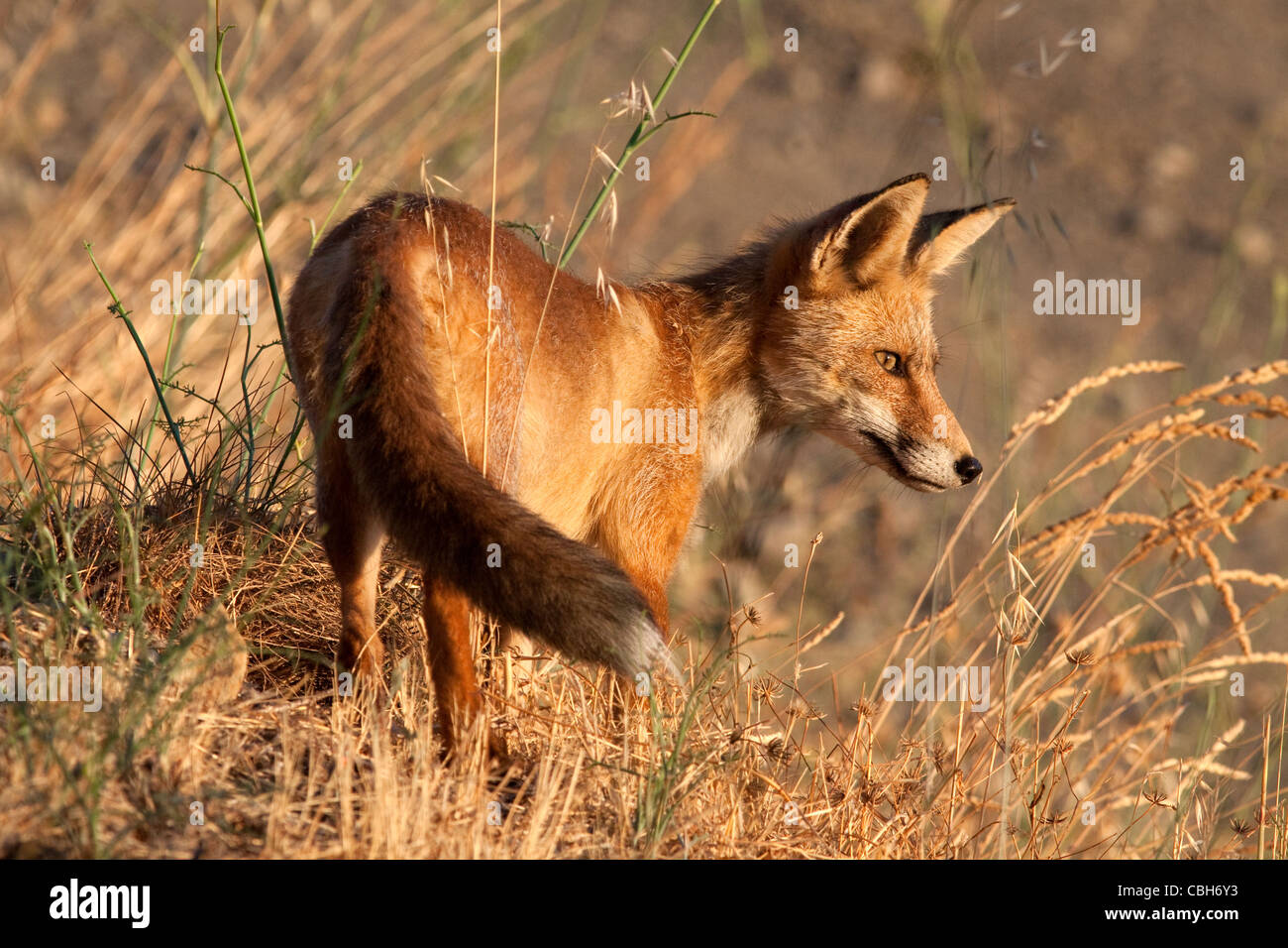 Cub hunting hi-res stock photography and images - Alamy