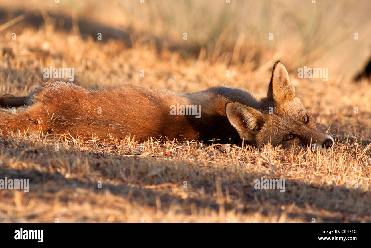 Spanish red fox hi-res stock photography and images - Alamy