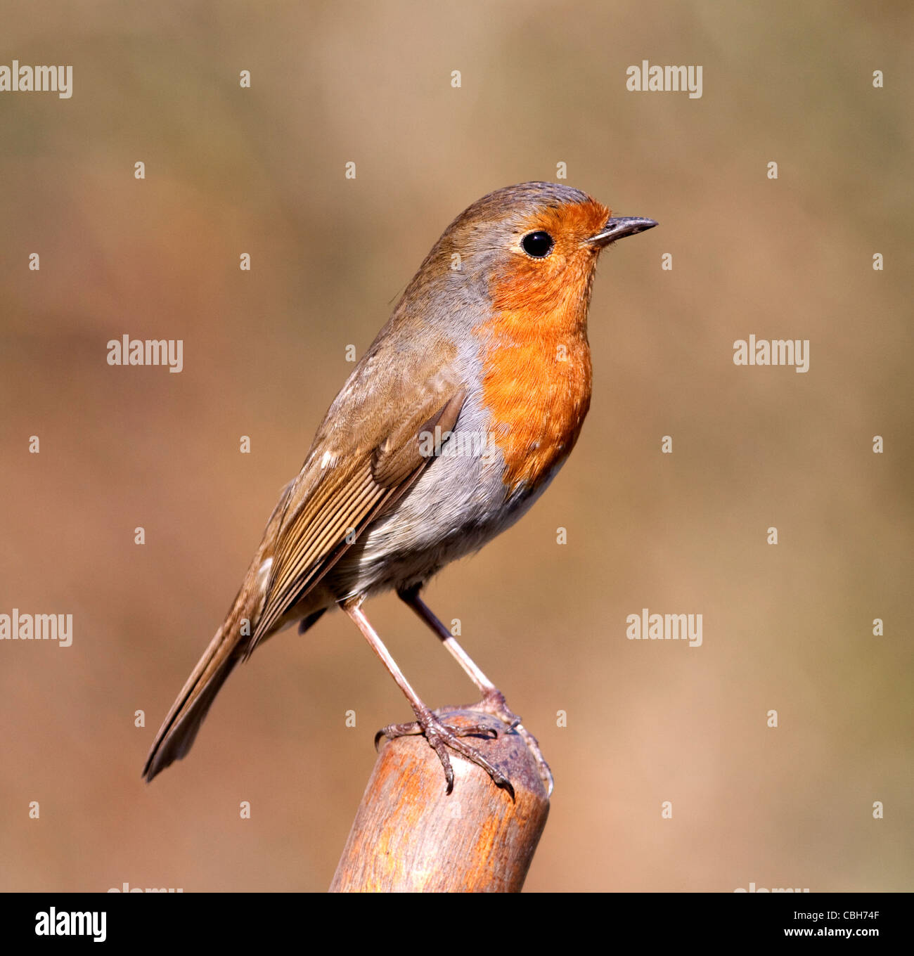 Robin bird spade hi-res stock photography and images - Alamy