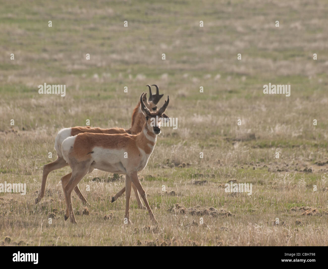 Pronghorn migration hi-res stock photography and images - Alamy