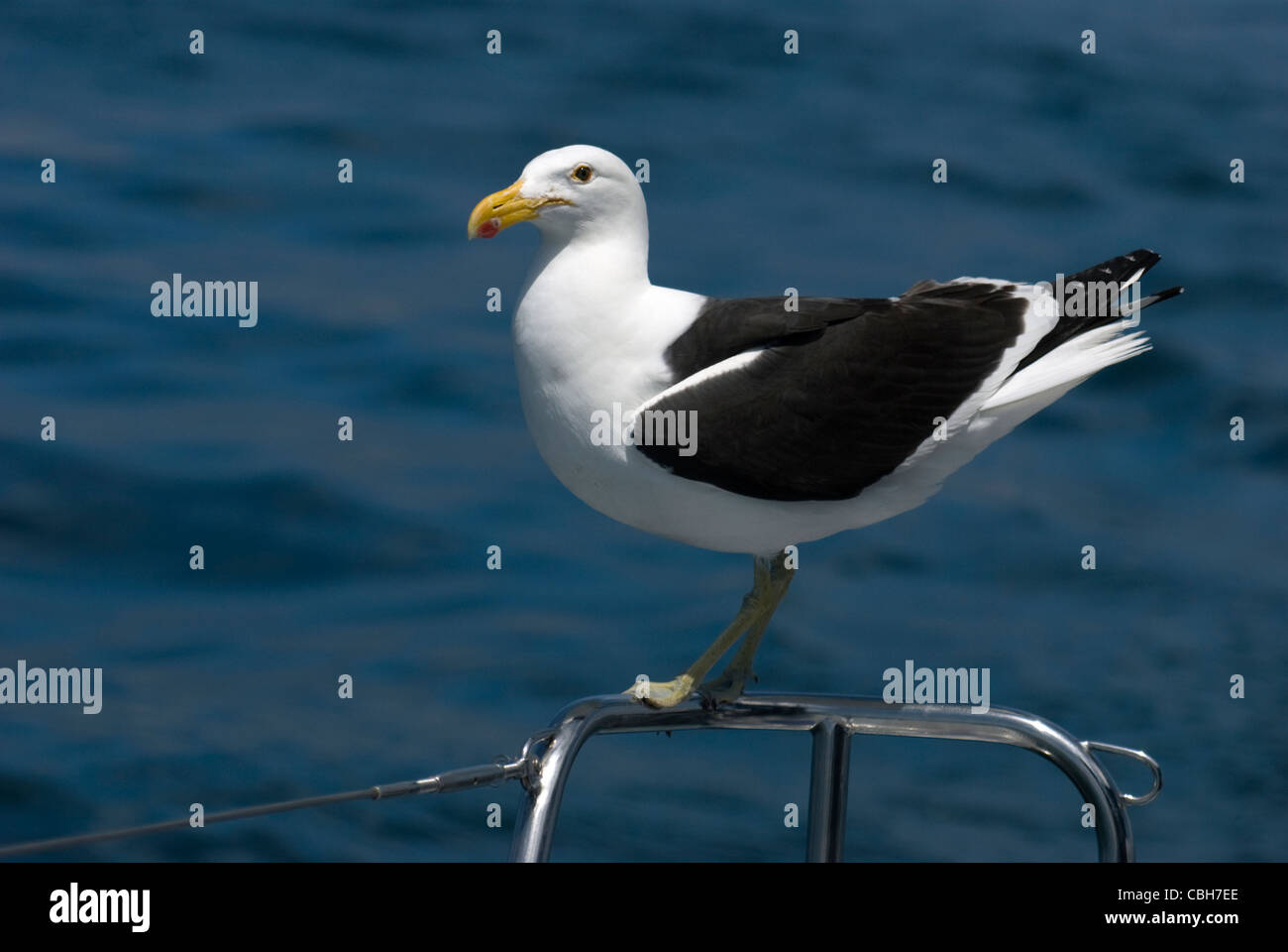Cape (kelp) Gull on resting on ships rail with sea as backdrop Stock ...