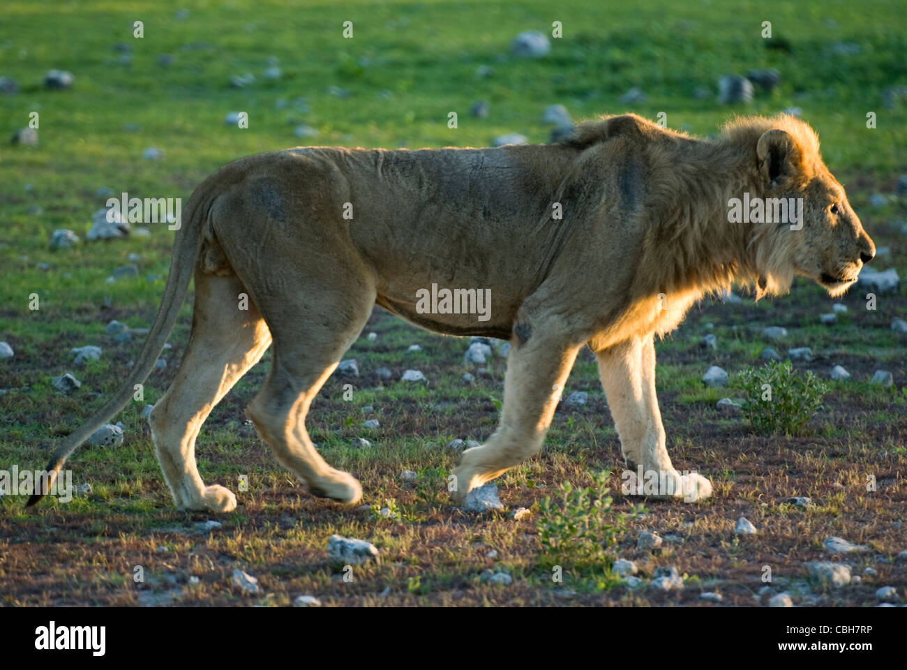 African early morning light hi-res stock photography and images - Alamy