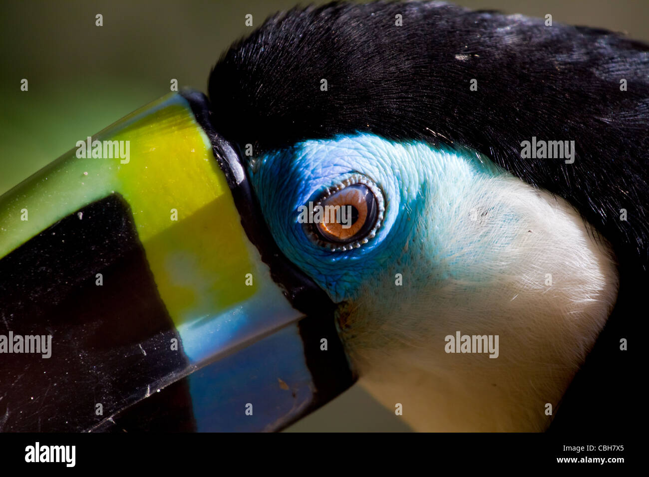 White chested toucans hi-res stock photography and images - Alamy