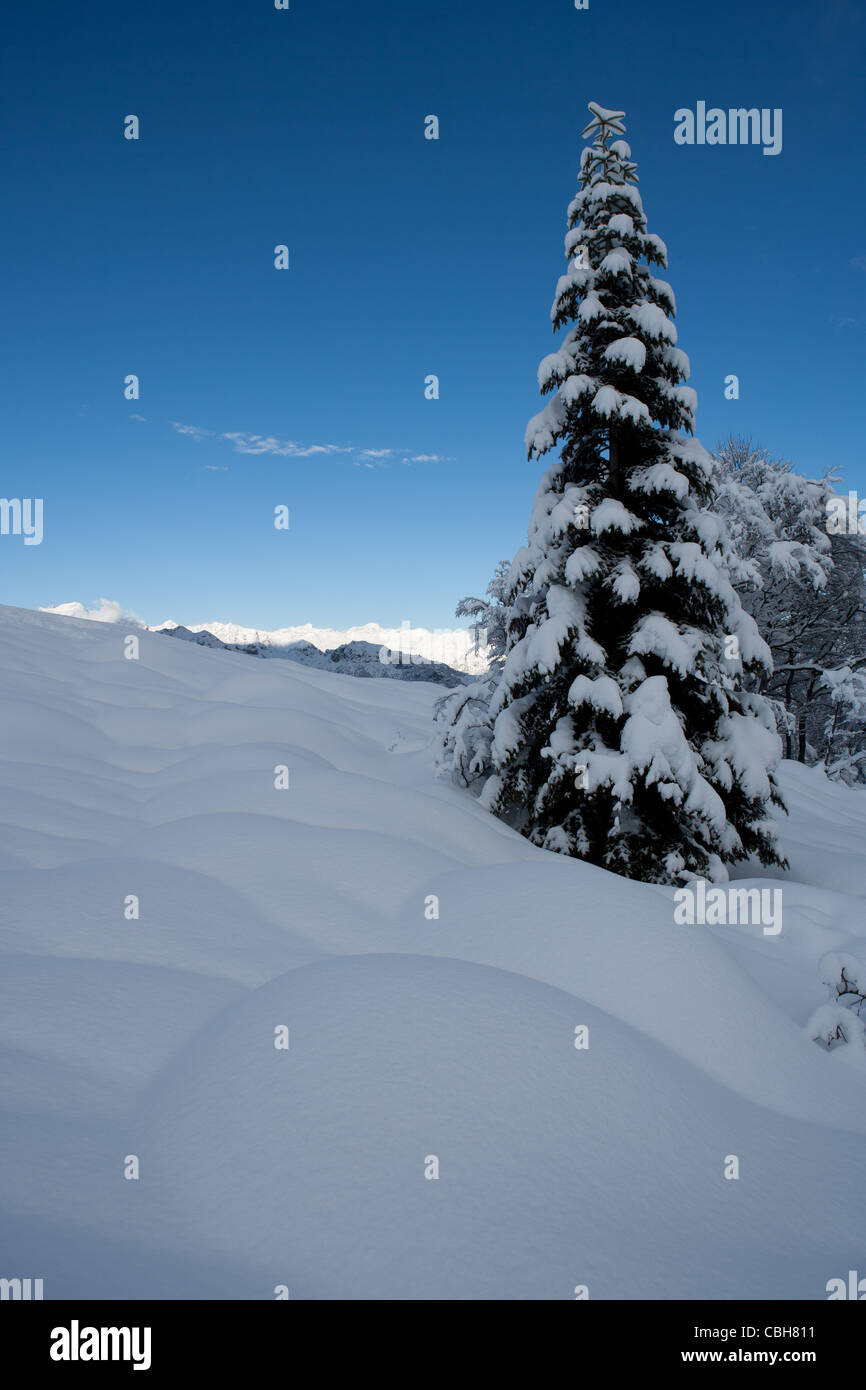 Snow slope tree hi-res stock photography and images - Alamy