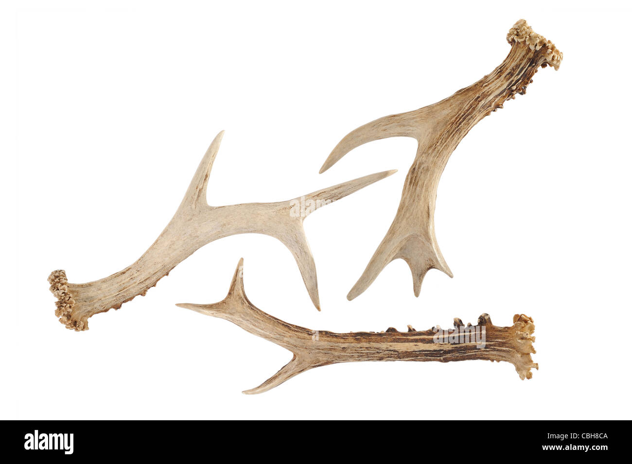 Mammal with antlers Cut Out Stock Images & Pictures - Alamy