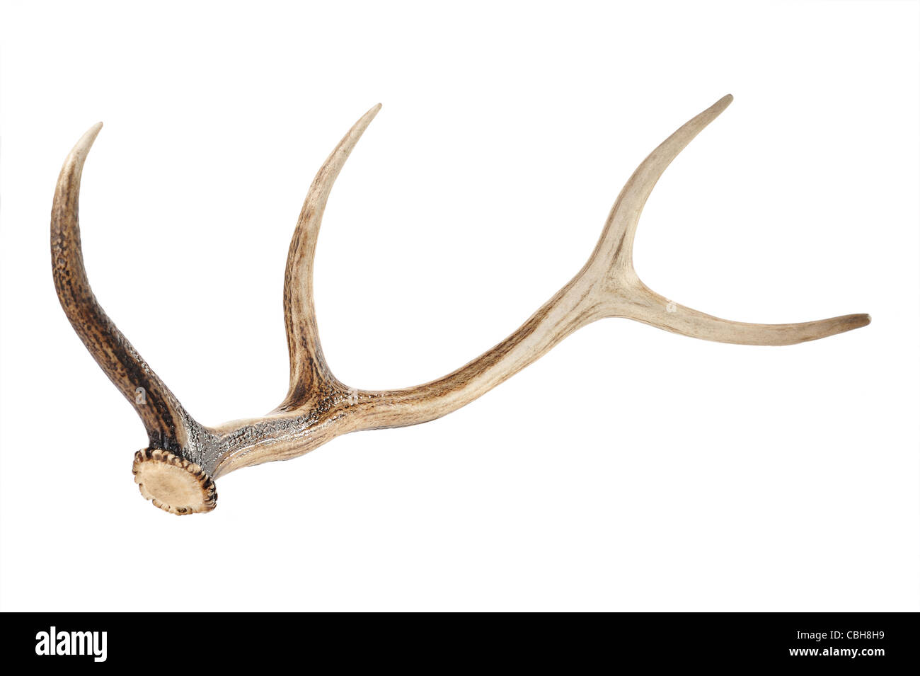 antlers on a white background Stock Photo - Alamy