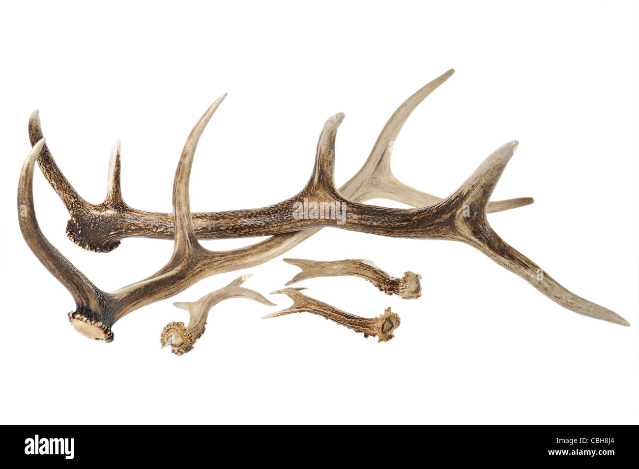 horns on white background Stock Photo - Alamy