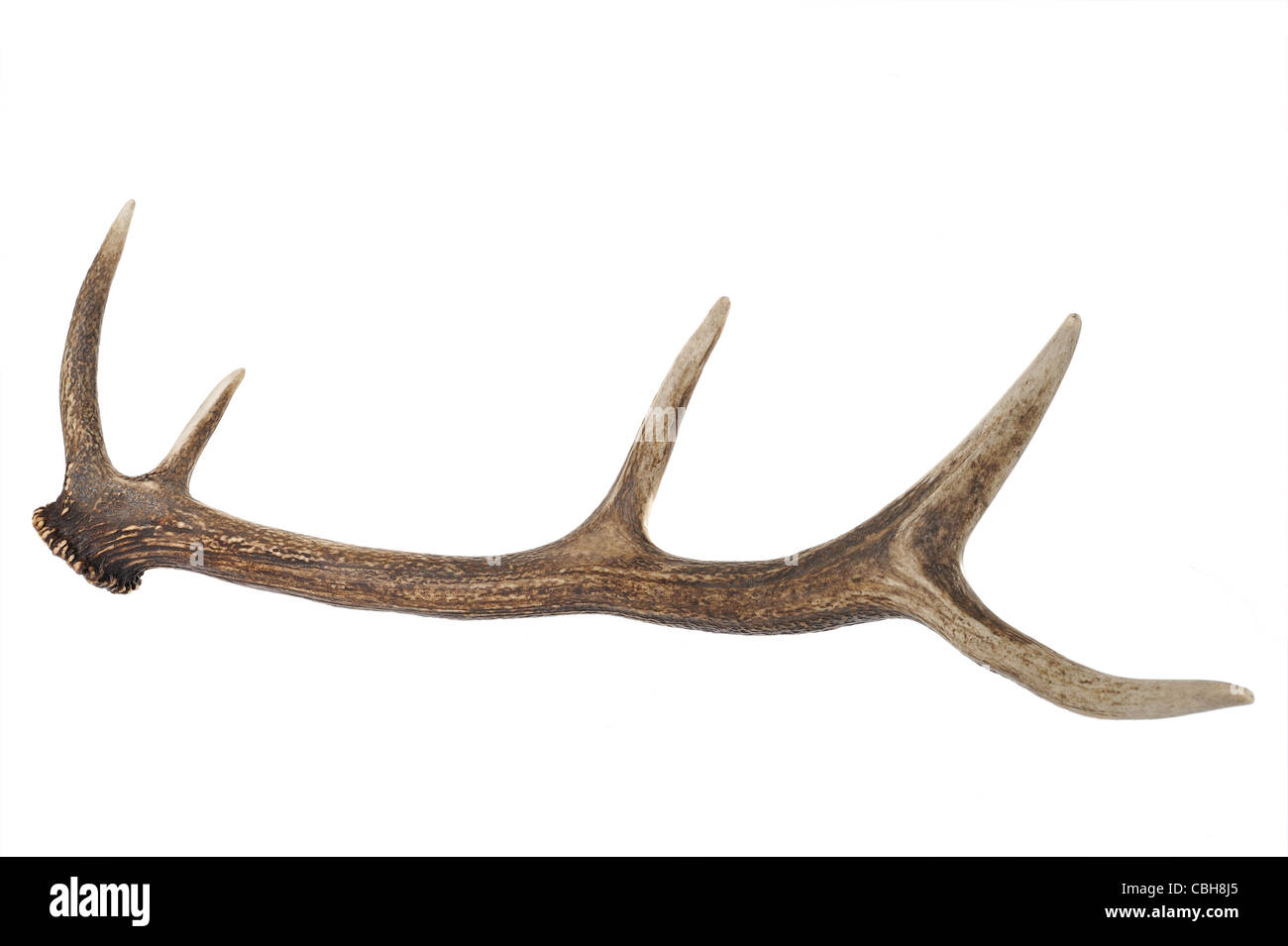 Mammal with antlers Cut Out Stock Images & Pictures - Alamy
