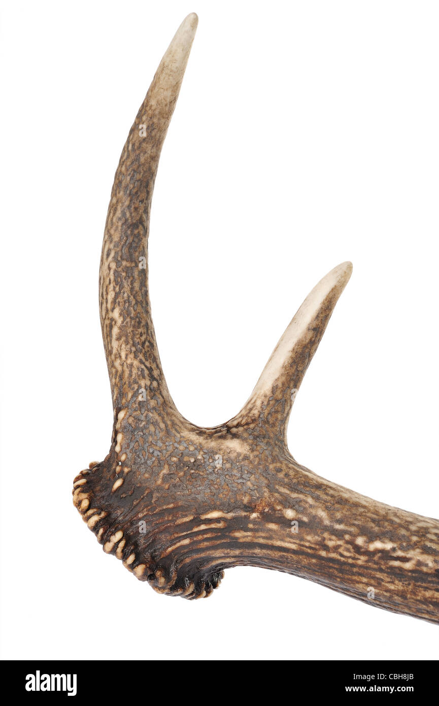 Deer and majestic antlers Cut Out Stock Images & Pictures - Alamy