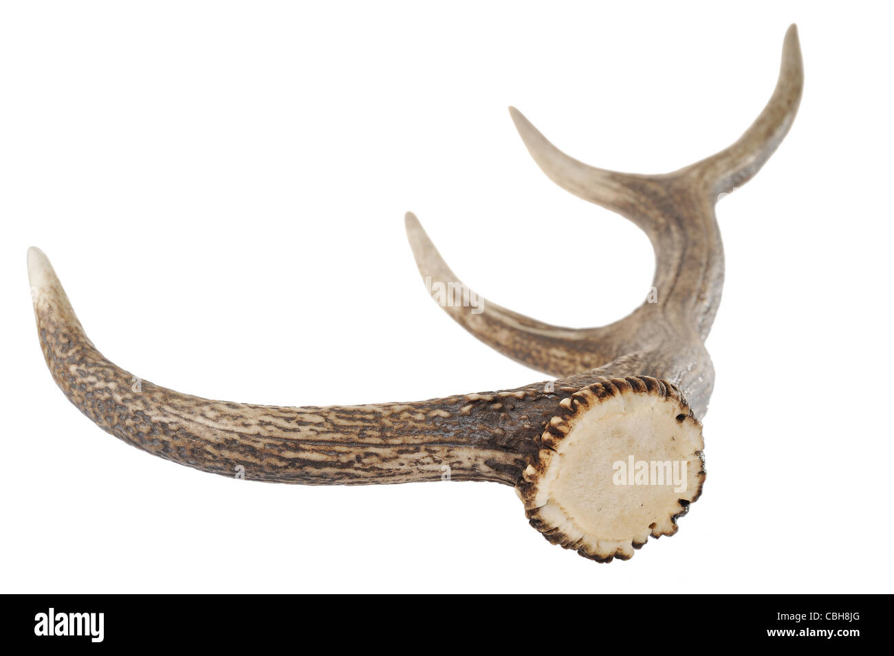 Mammal with antlers Cut Out Stock Images & Pictures - Alamy